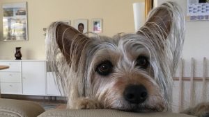 Ruby – Bjarne Larsen